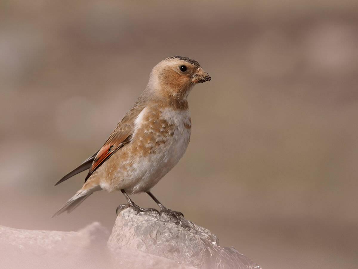 birds in morocco - best Guide to Bird Watching Morocco 2026